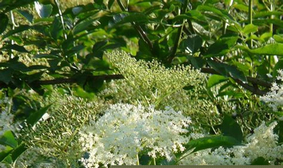 Quels Sont Les Bienfaits De La Fleur De Sureau